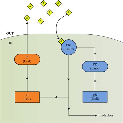 Schematic Representation Of The Quorum Sensing System The Autoinducer