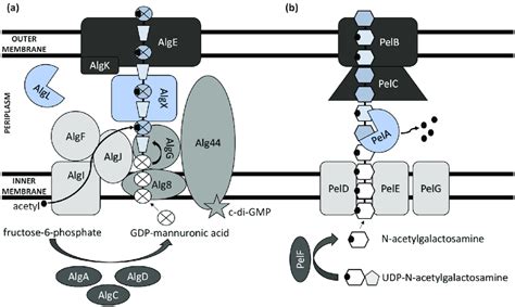 Schematic Model Of A Alginate And B Pel Polysaccharide Biosynthetic