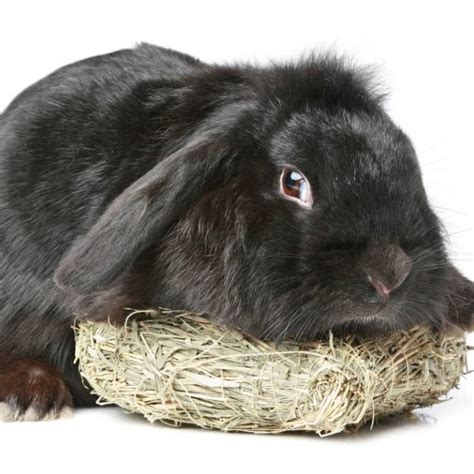 Thỏ Mini Lop Black Màu Đen Chuẩn Đẹp 100 Thuần Chủng
