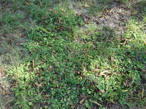 The Grass Experiment The Lawn Dilemma One Family S Struggle