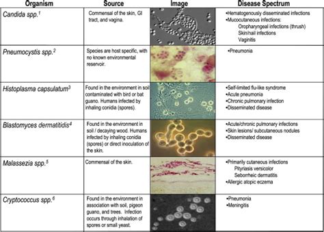 The Virulence Of Human Pathogenic Fungi Notes From The South Of France
