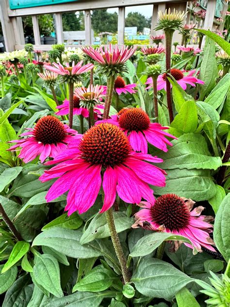 Echinacea New Leaf Plant Centre