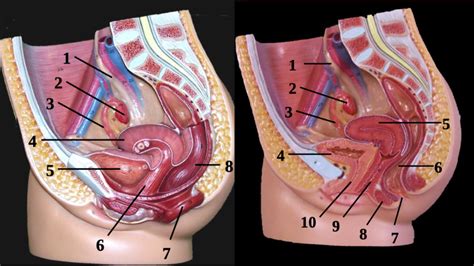 Female Pelvis Sagittal Midsagittal Diagram Quizlet
