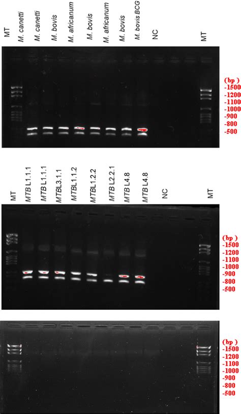 Crispr Based Detection Identification And Typing Of Mycobacterium