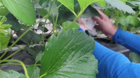 딸기 모종만들기 런너관리 화천딸기농장 Youtube