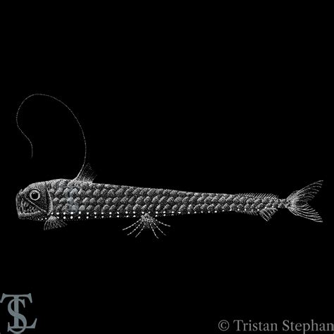 Best Viperfish Posts Reddit