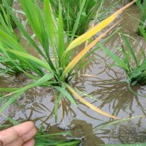 Rice Disease Object Detection Model By Martin