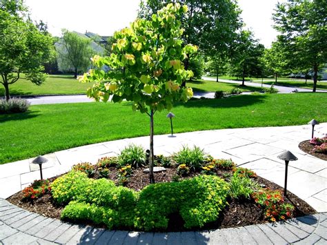 Deer Resistant Dwarf Trees For Landscaping — Randolph Indoor And