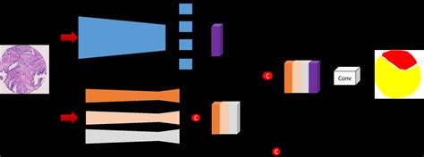 Overview Of The Proposed Model Architecture The Original Prostate Download Scientific Diagram