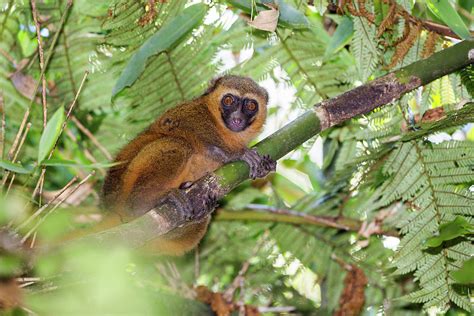Golden Bamboo Lemur Rainforest Of Ranomafana Hapalemur Aureus