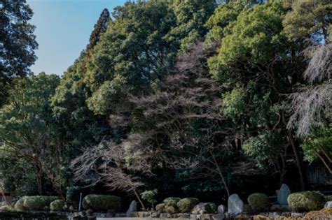 神社 境内 Photo aqua214