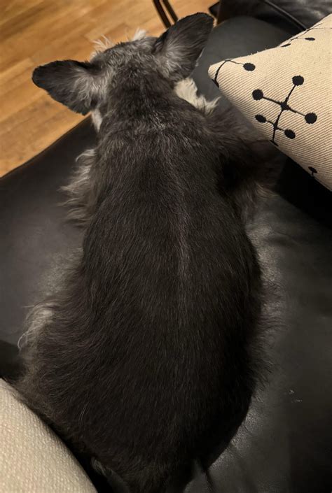 Sofia Is Growing A Stripe Down Her Back R Schnauzers