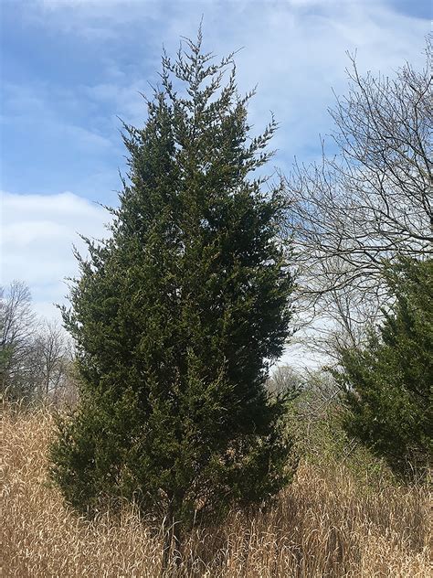 Eastern Red Cedar Tree