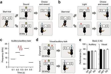Behavioral Tasks That Assess Sensory Selection Ab The Basic