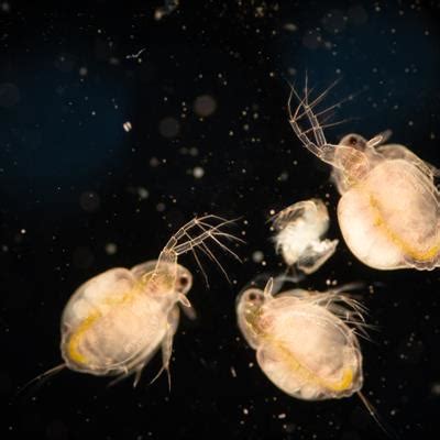 Sex Determination And Developmental Mechanism Of Crustaceans And Shellfish Volume II