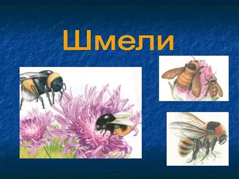 Насекомые Красной книги