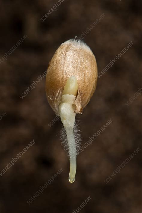 Germinating Wheat Seed Stock Image C0403627 Science Photo Library