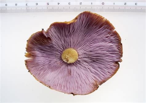 ウラムラサキシメジ Tricholosporum porphyrophyllum