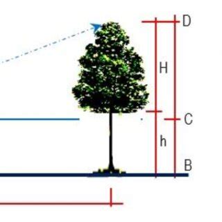 Leaf Canopy Measurement Download Scientific Diagram