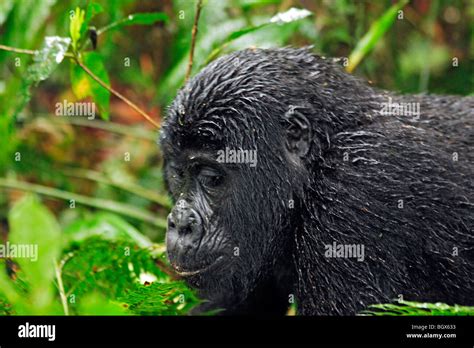 Gorilla Bwindi Impenetrable National Park Uganda East Africa Stock