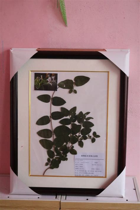 植物标本压制植物标本手工大山谷图库