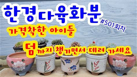 2024년 5월 11일 501회차 오전 영상 한경다육화분 수제공방분 공방분 다육화분 화분 다육이 다육식물 한경