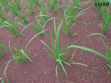 Anabaena Definition Structure Classification Nitrogen Fixation