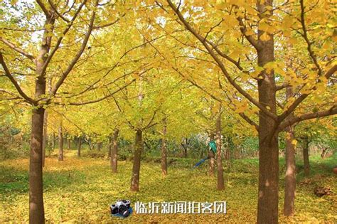 滿城盡帶黃金甲 蒙山銀杏林金葉鋪滿地 每日頭條