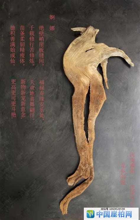 刘锐婀娜 中国崖柏网