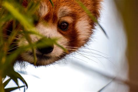 Red Panda Population Growing In Karnali Province Red Pandazine