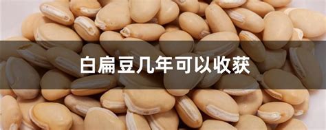 白扁豆几年可以收获 如意谷