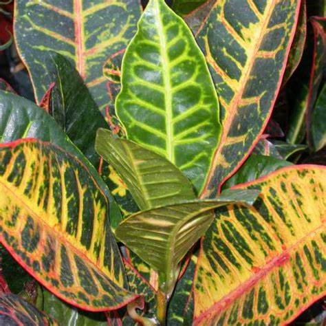 Codiaeum Variegatum