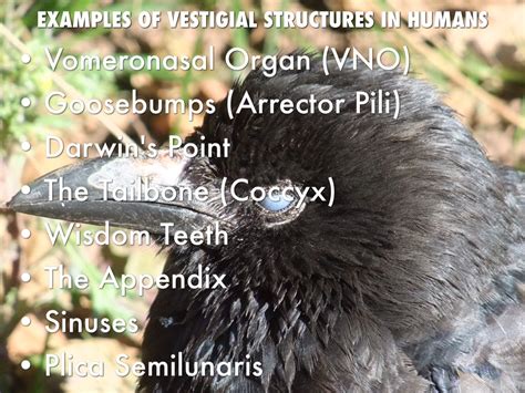 Vestigial Structures By Laurie Niemiec