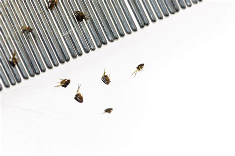 Common Types Of Fleas In Texas The Bug Master