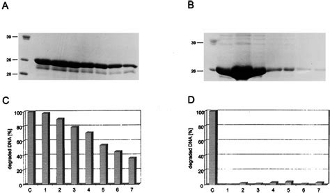 Wt But Not Mutant P53 Core Domain Is Necessary And Sufficient For P53 Download Scientific