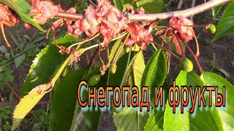 Молдова Снегопад и фрукты Что будет с урожаем Youtube