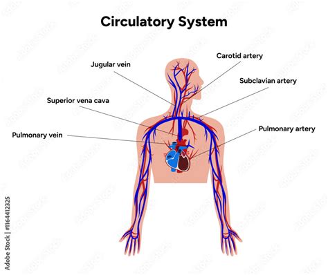 Circulatory Human System Upper Body Medical Diagram Anatomy Stock