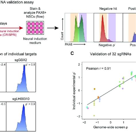 Experimental Validation Of Genome Wide Screen Results A Diagram Of Download Scientific