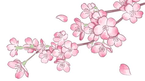 Cherry Blossom Petals Drawing