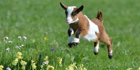 Goat Wallpapers Wallpaper Cave