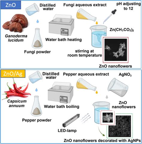 Schematic Illustration For The Fabrication Of Zno And Ag Np Decorated Download Scientific