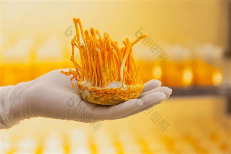 生长过程中的中草药问题的一个例子是白霉病图片 包图网企业站