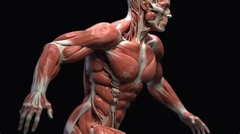 근육 검은색으로 포즈를 취한 건물 체격 근육 사진 약 배경 일러스트 및 사진 무료 다운로드 Pngtree