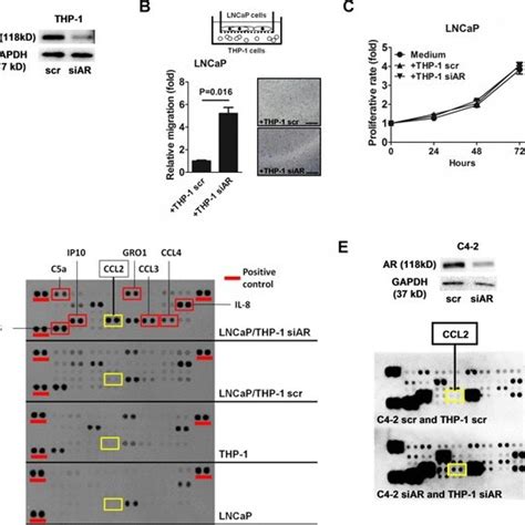 Ar Silencing Induced Ccl2 Ccr2 Stat3 Signalling Controls Emt Qpcr Of Download Scientific