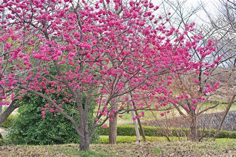 Autumn Trees With Red Leaves To Grow In Australia Ultimate Backyard