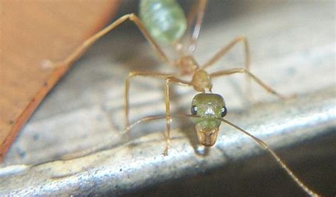 Nearly 100 New Ant Species Discovered In Queensland Australian Geographic