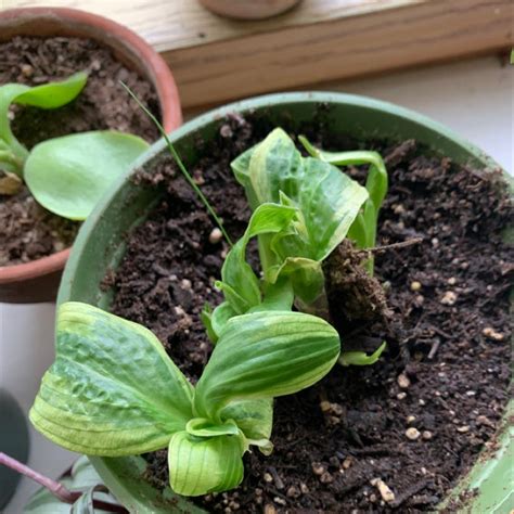 How Do I Propagate My Garden Lettuce How Do I Propagate My Garden Lettuce