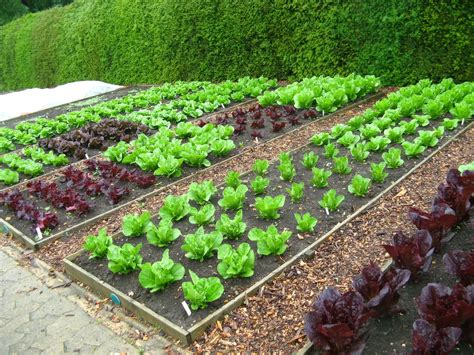 7 Vegetable Garden Layout Ideas To Grow More Food In Less Space