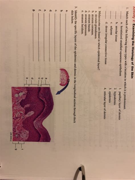 Solved Activity 2 Examining The Histology Of The Skin 1