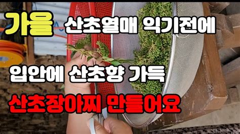 9월 가을날 산초열매 익기전 입안가득 산초향나는 산초장아찌만드는 방법 YouTube